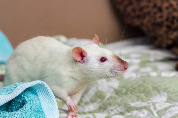 Fancy rat Stock Photos, Royalty Free Fancy rat Images | Depositphotos