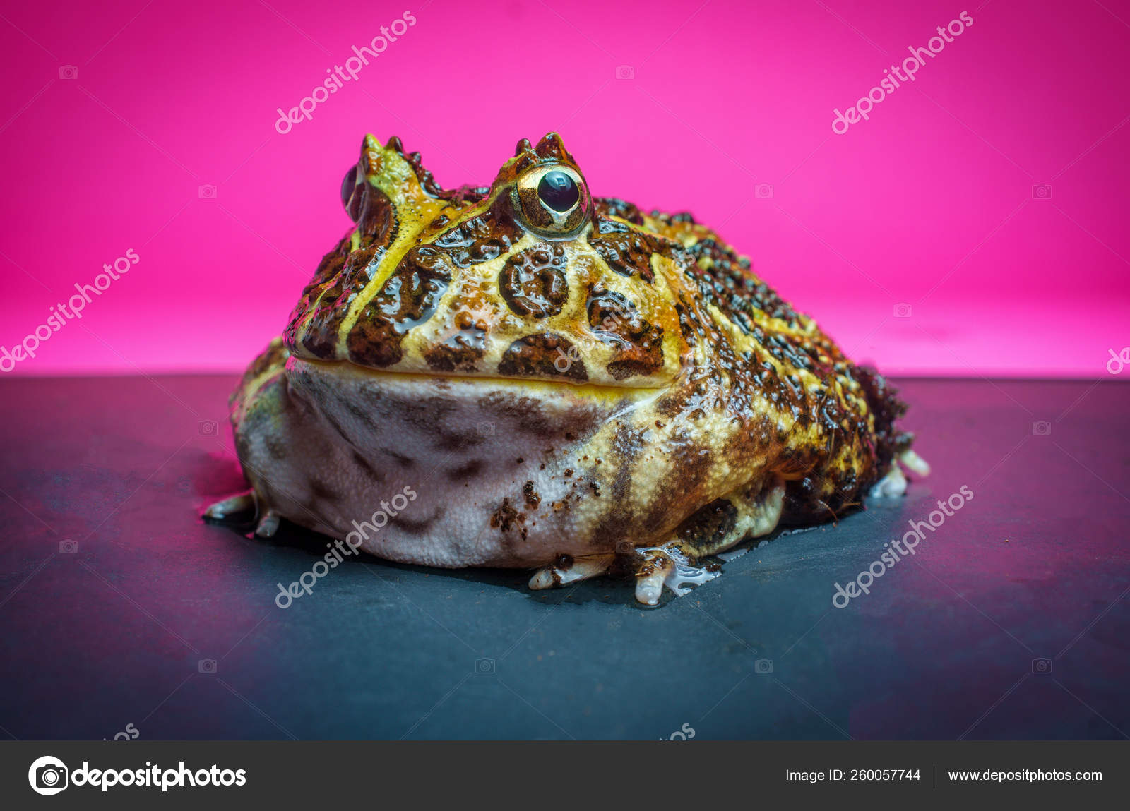 Sapo Pacman Ornamentado