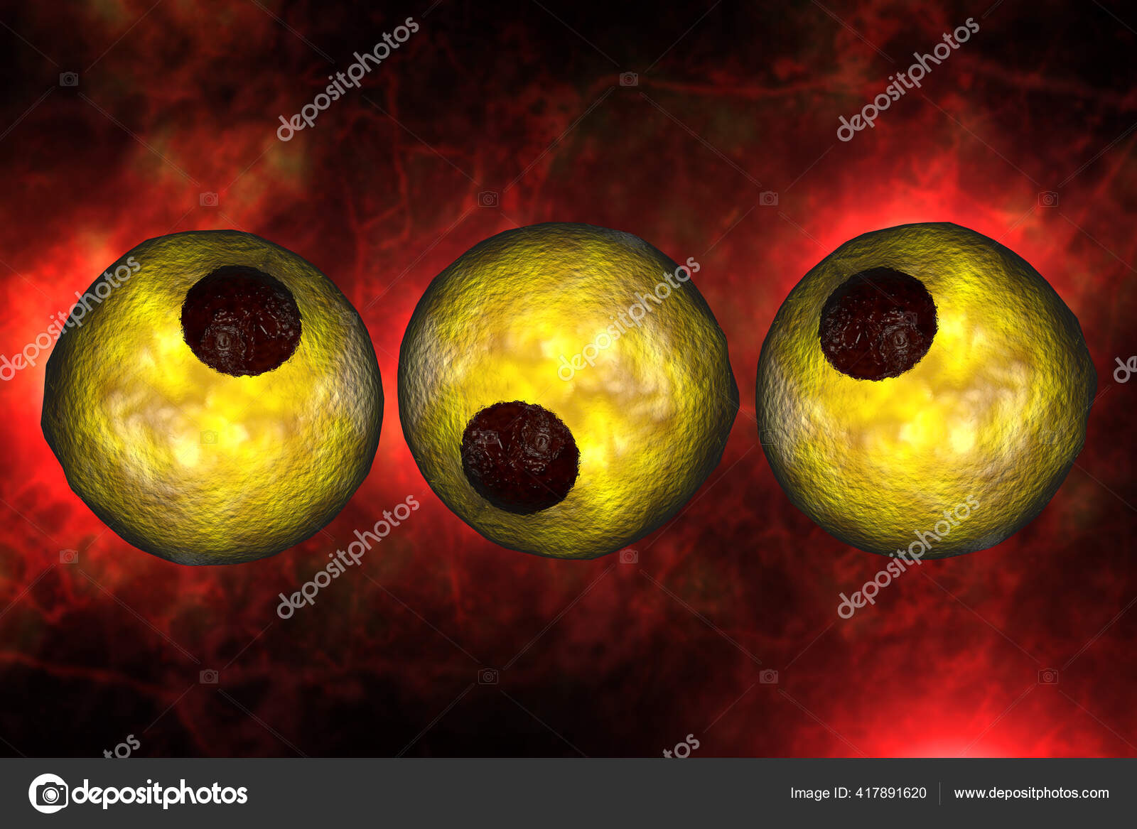 Healthy White Human Fat Cells Also Known Adipocytes Illustration ...
