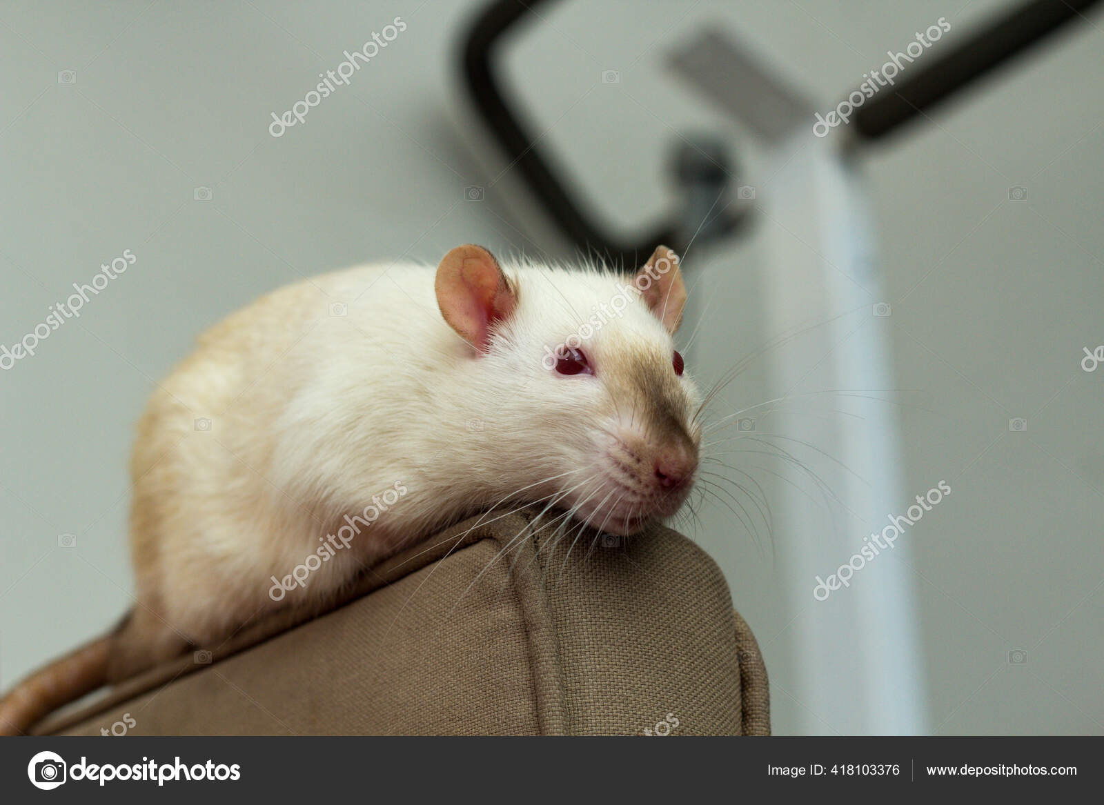 Fancy Pet Siamese Rat Exploring Sofa Indoors — Stock Photo ...