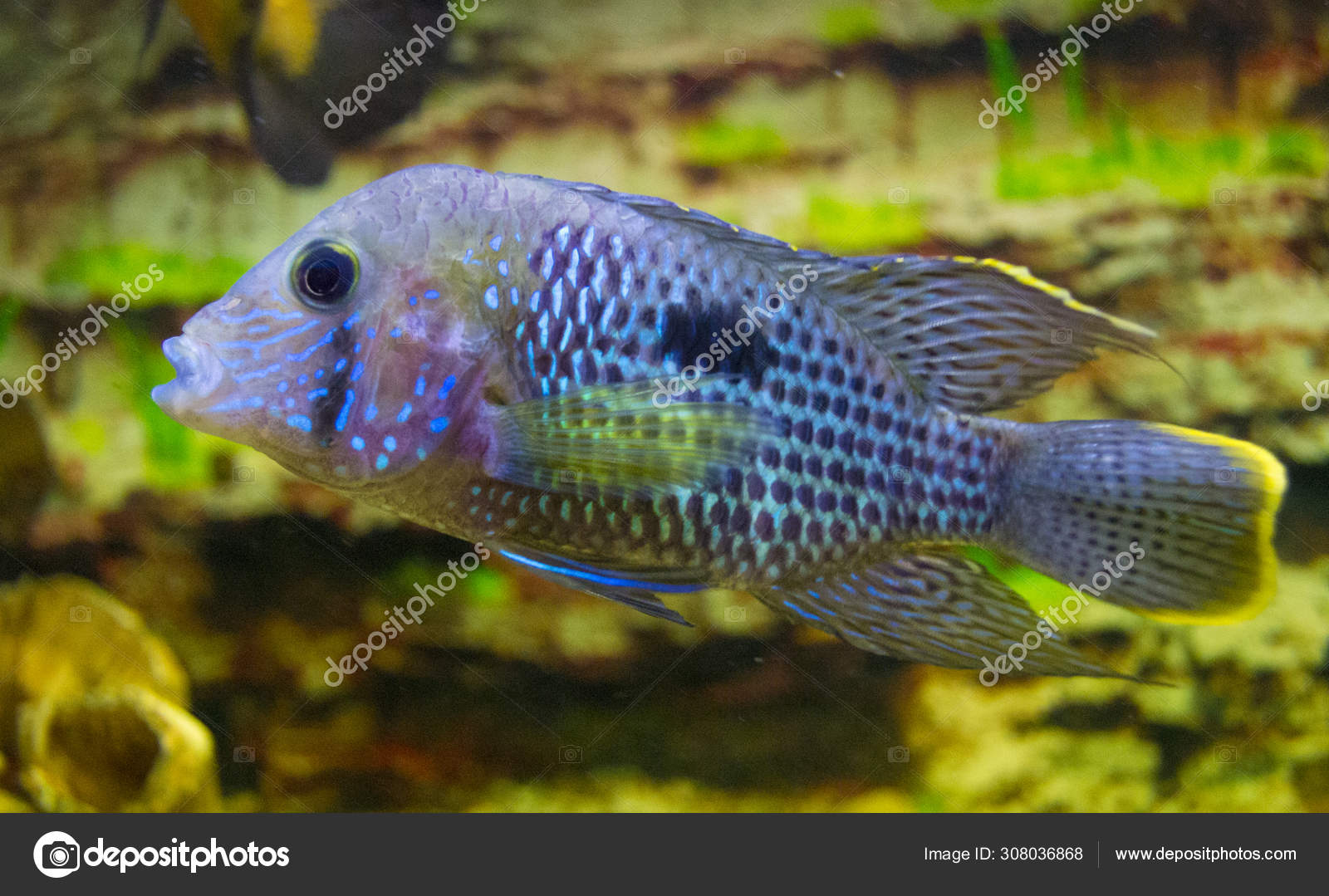 Electric Blue Cichlid Fish