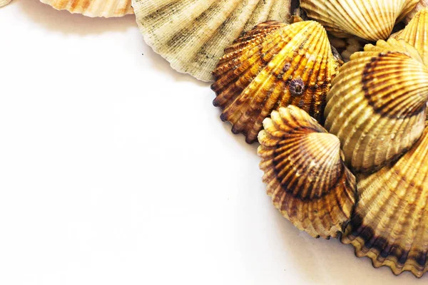 Seafood shells Stock Photos, Royalty Free Seafood shells Images ...