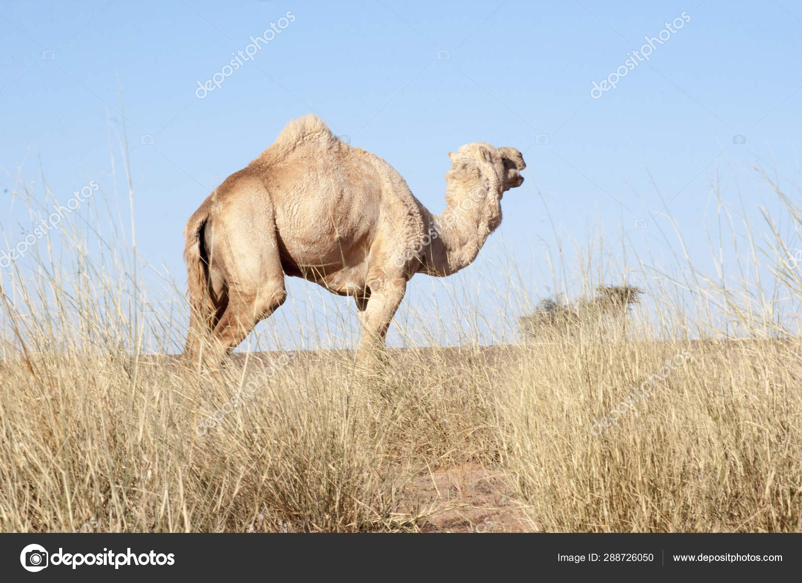 Camel — Stock Photo © depkasami #288726050