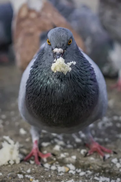 Pigeon manger images libres de droit, photos de Pigeon manger ...