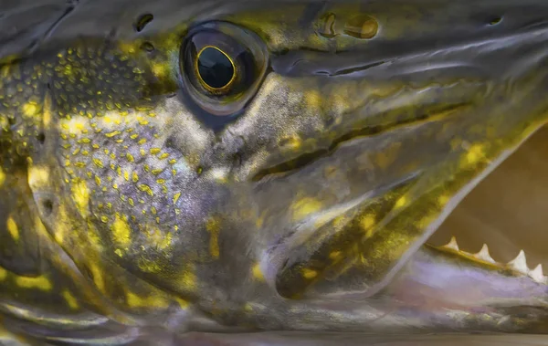 Stylized pike fish. Close-up head of trophy with open jaw with teeth ...