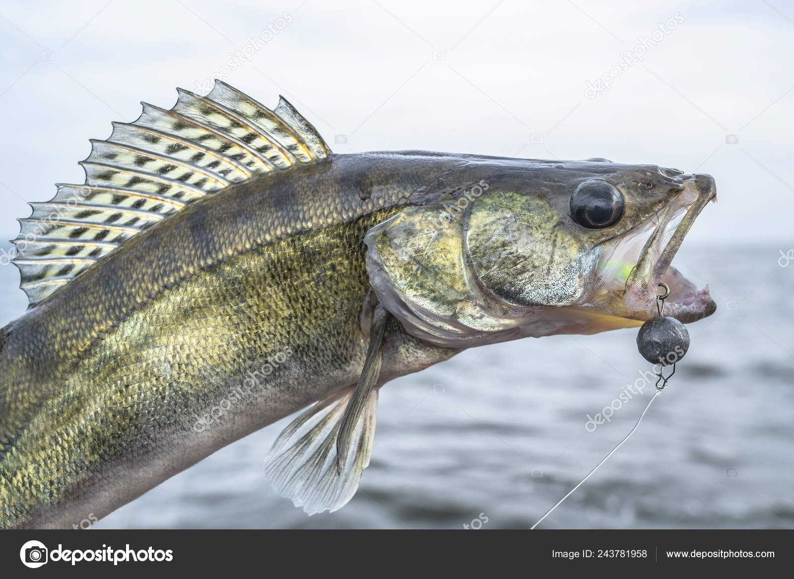 Zander Vs Walleye
