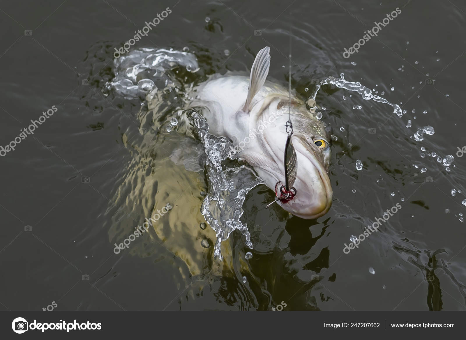 Pike Fish Jumping Water Splash Fishing Background Stock Photo by ...