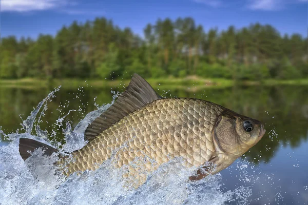 Jumping fish Images - Search Images on Everypixel