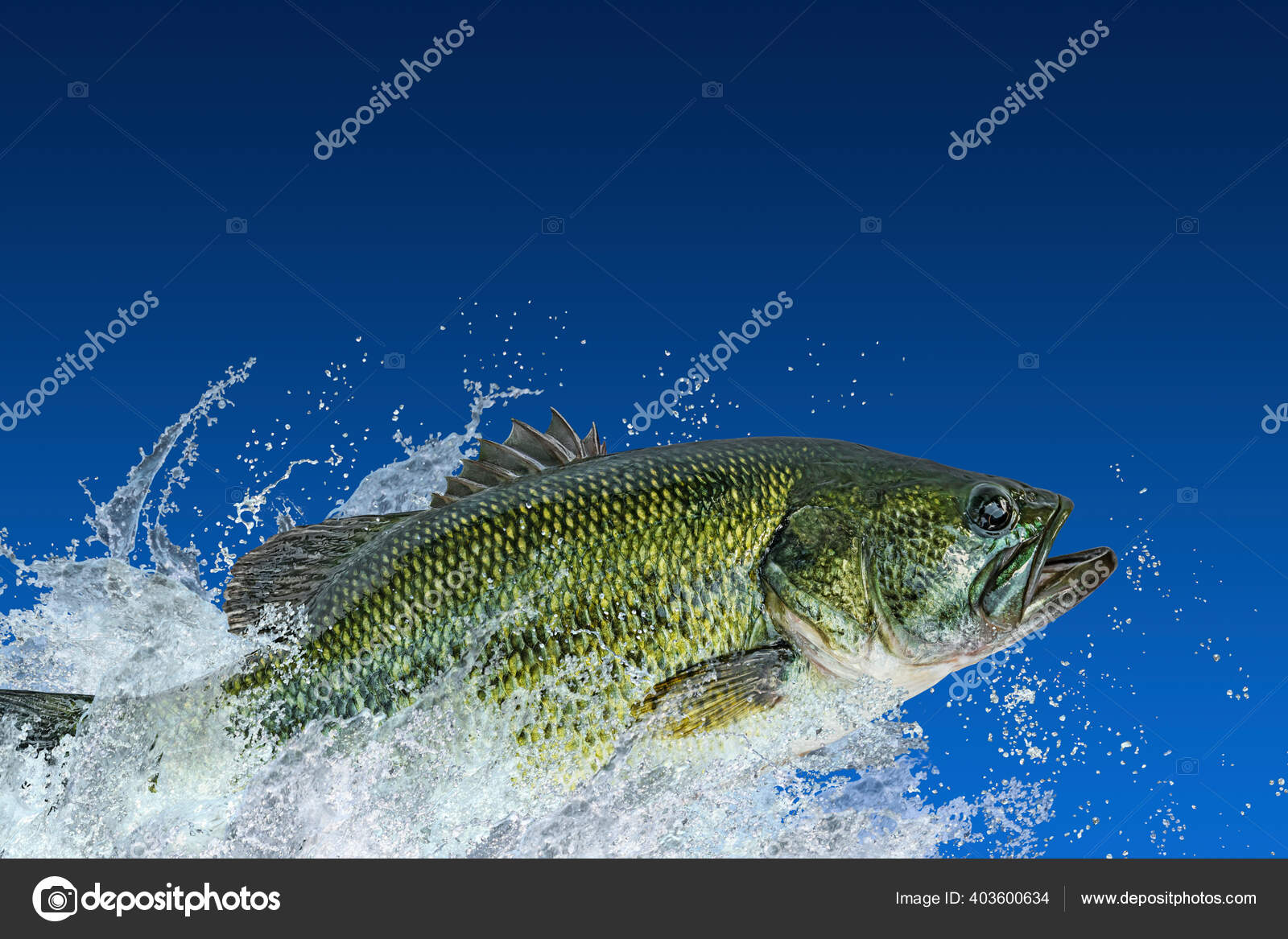 Bass Fish Jumping Out Of Water