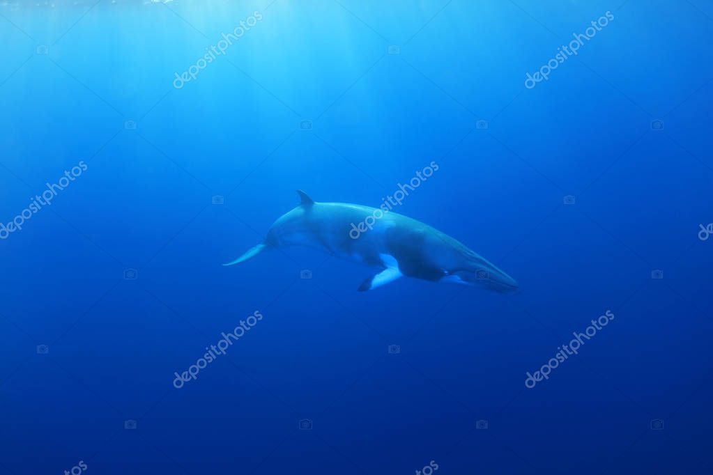 Ballena minke enana (Balaenoptera acutorostrata) bajo el agua en la ...