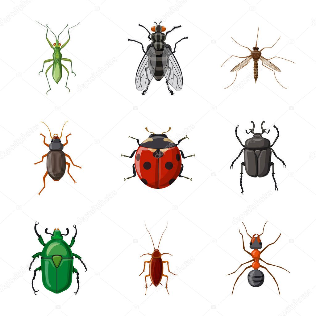 Diseño vectorial del signo de insectos y moscas. Colección de insectos ...