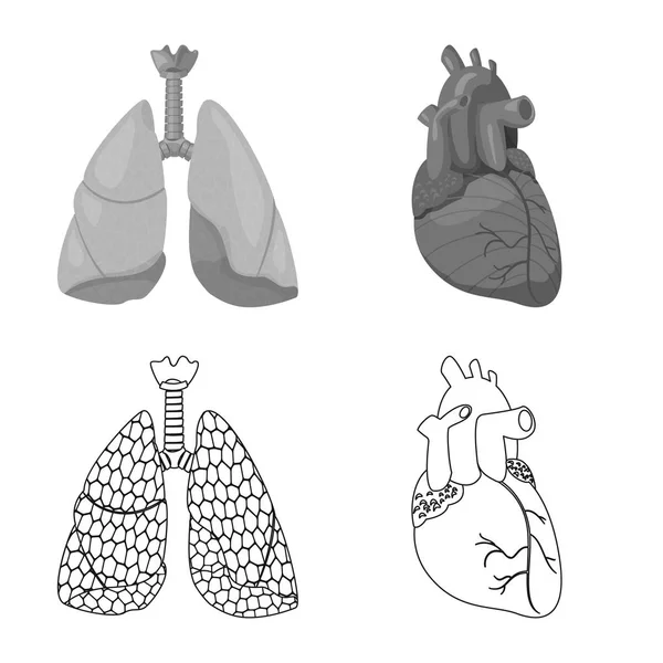 Anatomia respiratorio Stock-vektorer, royaltyfrie Anatomia respiratorio ...
