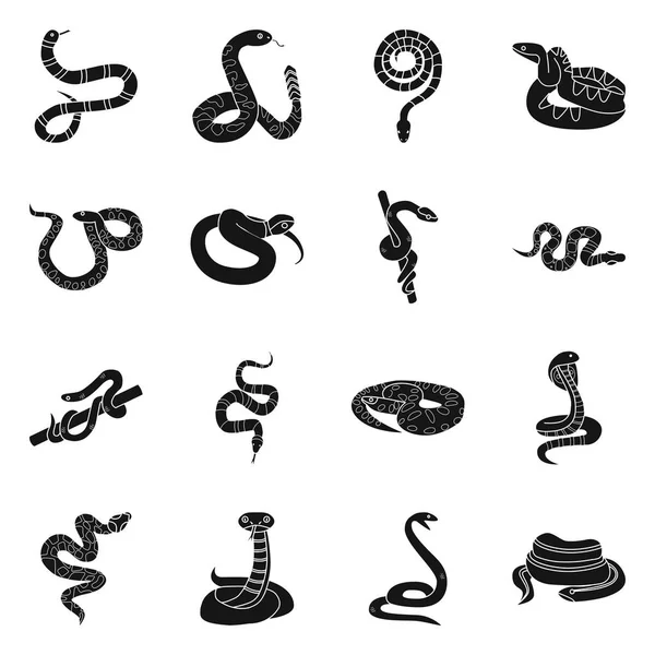 Python scale Stock Photos, Royalty Free Python scale Images | Depositphotos