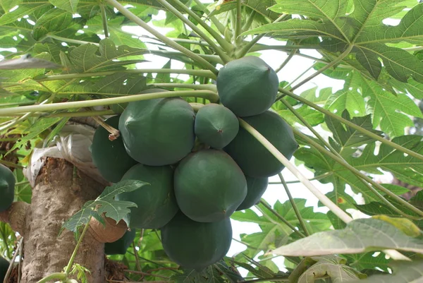 Papaya plantation Stock Photos, Royalty Free Papaya plantation Images ...