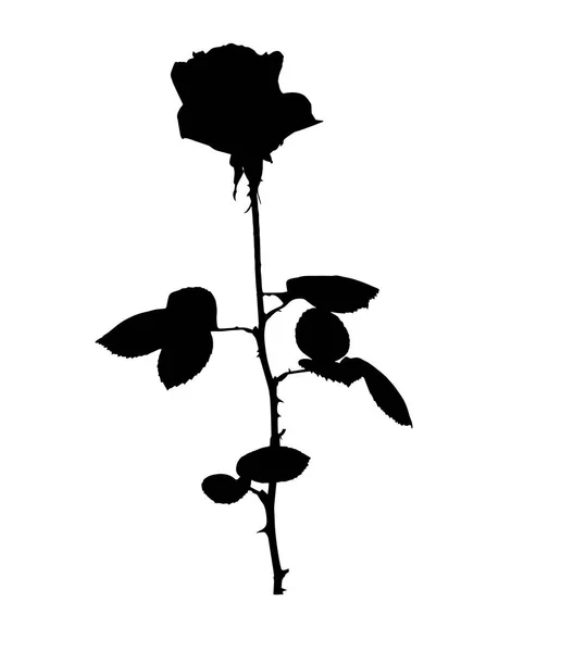 Depeche Mode Violator Rose Vector Clipart