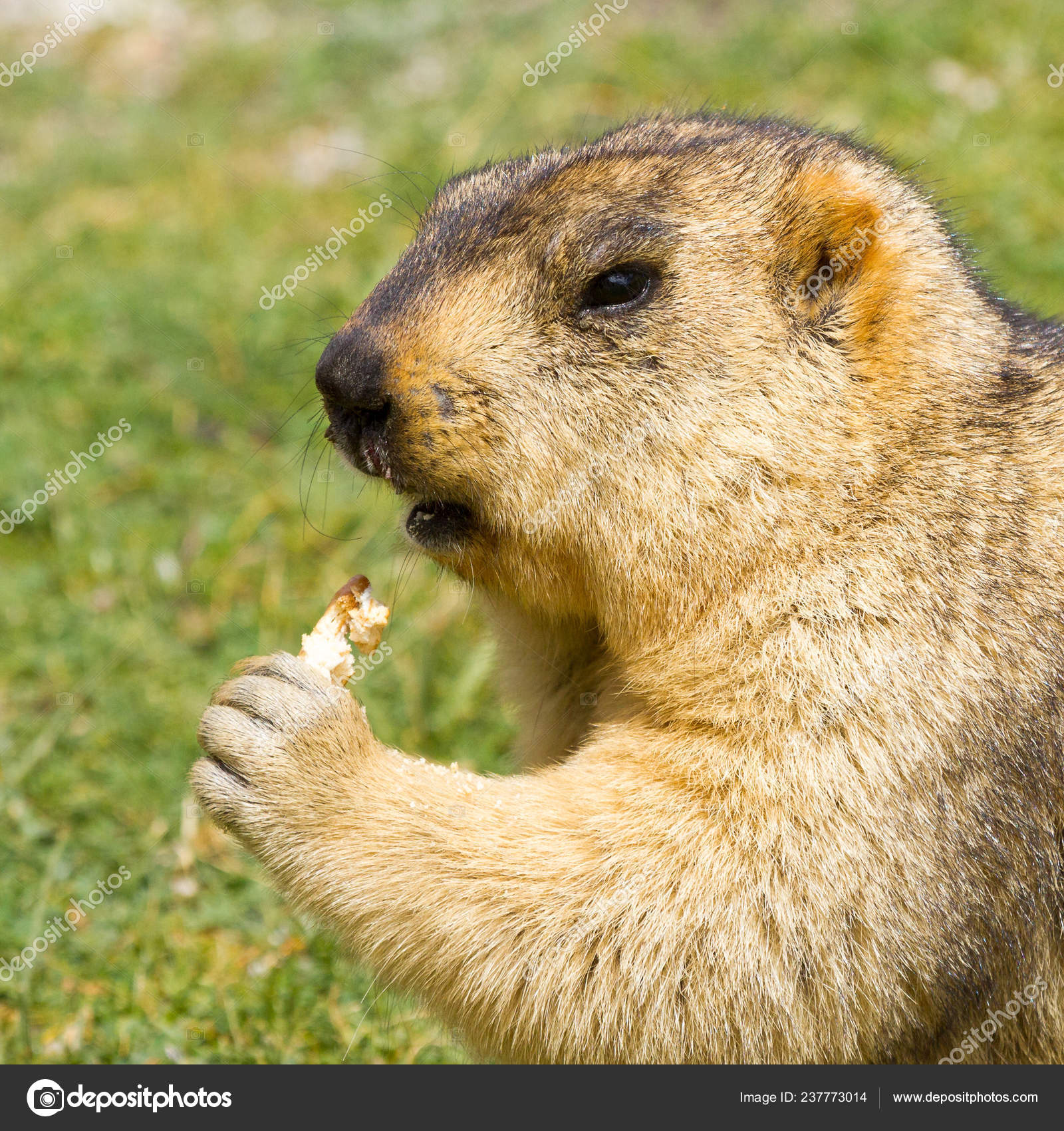 Funny Marmot