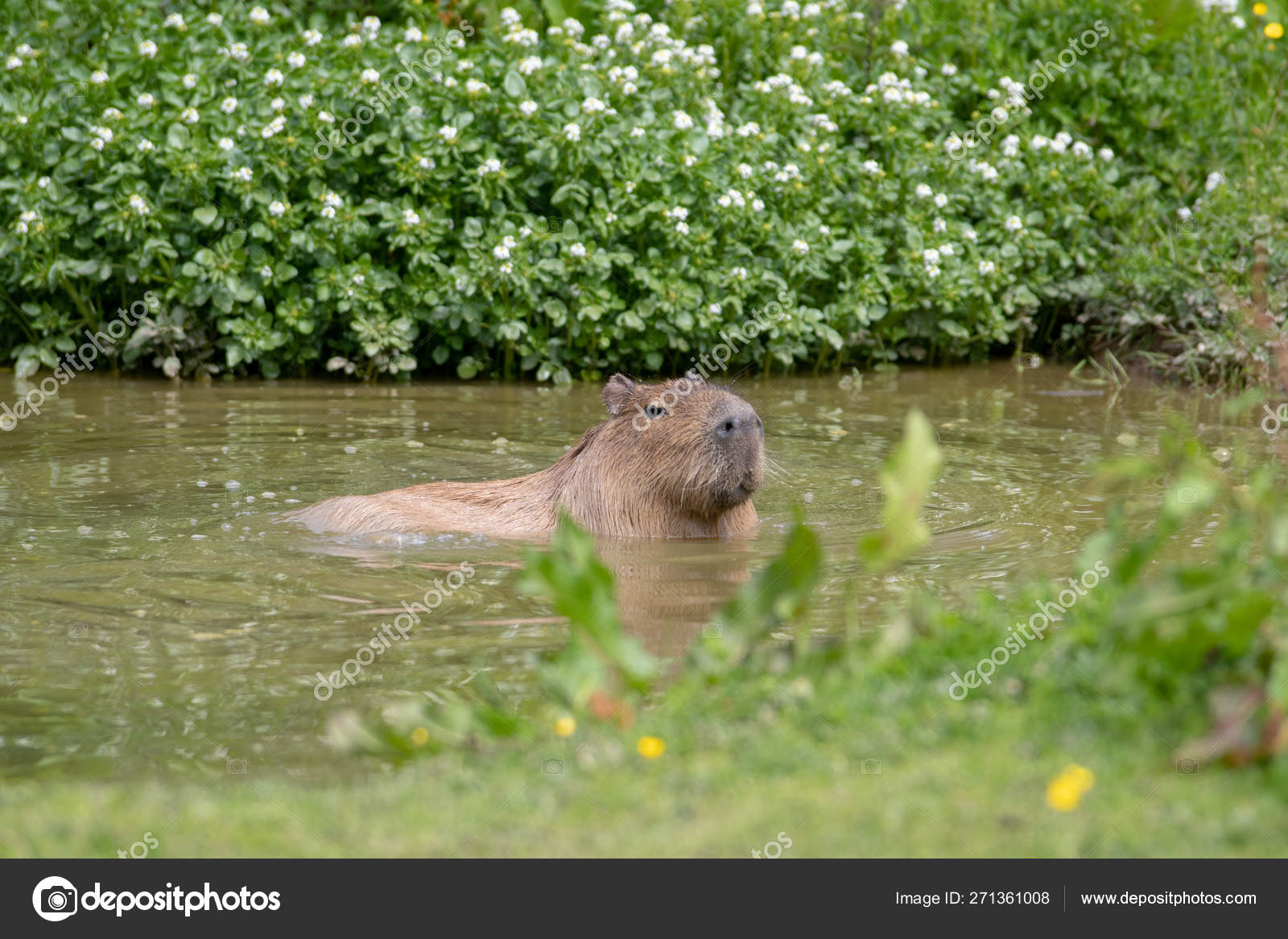 A solo Capybara swimming — Stock Photo © OllyH #271361008