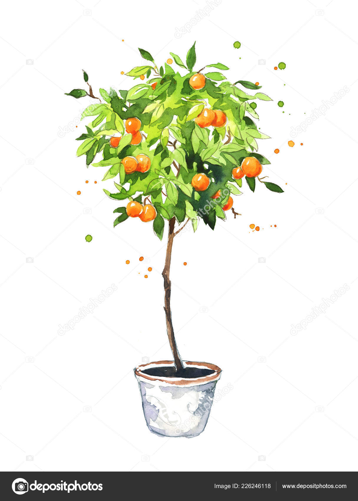 Orange Tree Sketch