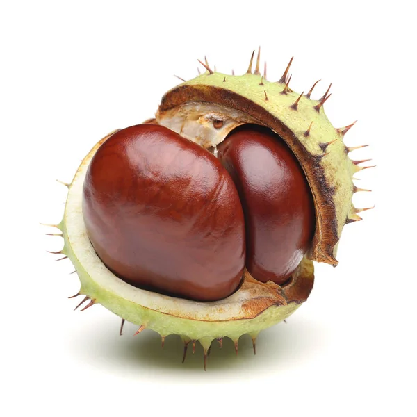 Castaño Indias Con Hojas Aisladas Sobre Fondo Blanco: fotografía de ...