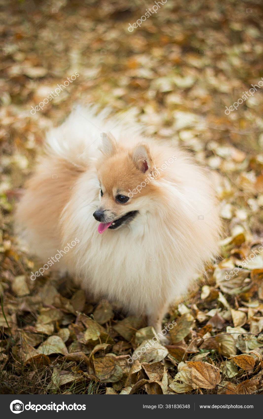 Dog Spitz Breed Walks Autumn Park Fallen Yellow Foliage Leash — Stock ...