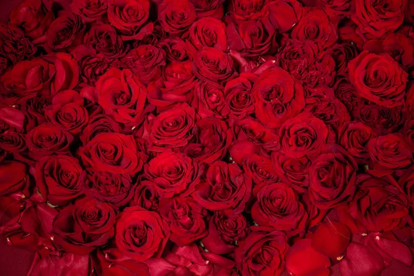 Dark roses Stock Photos, Royalty Free Dark roses Images | Depositphotos