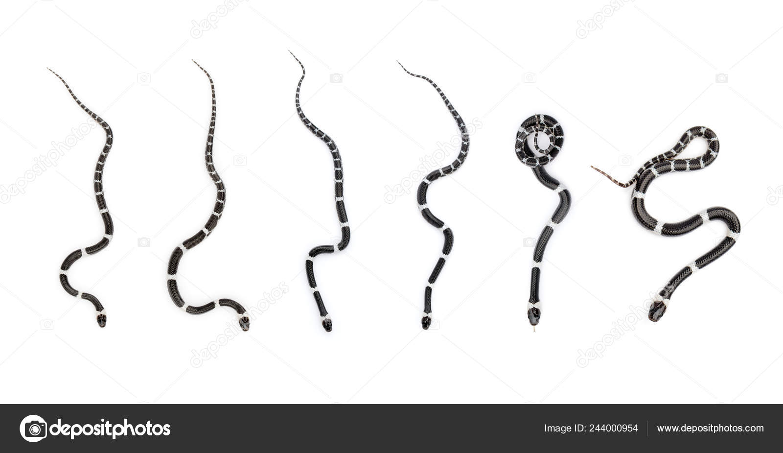 Gunther Famous Clipart