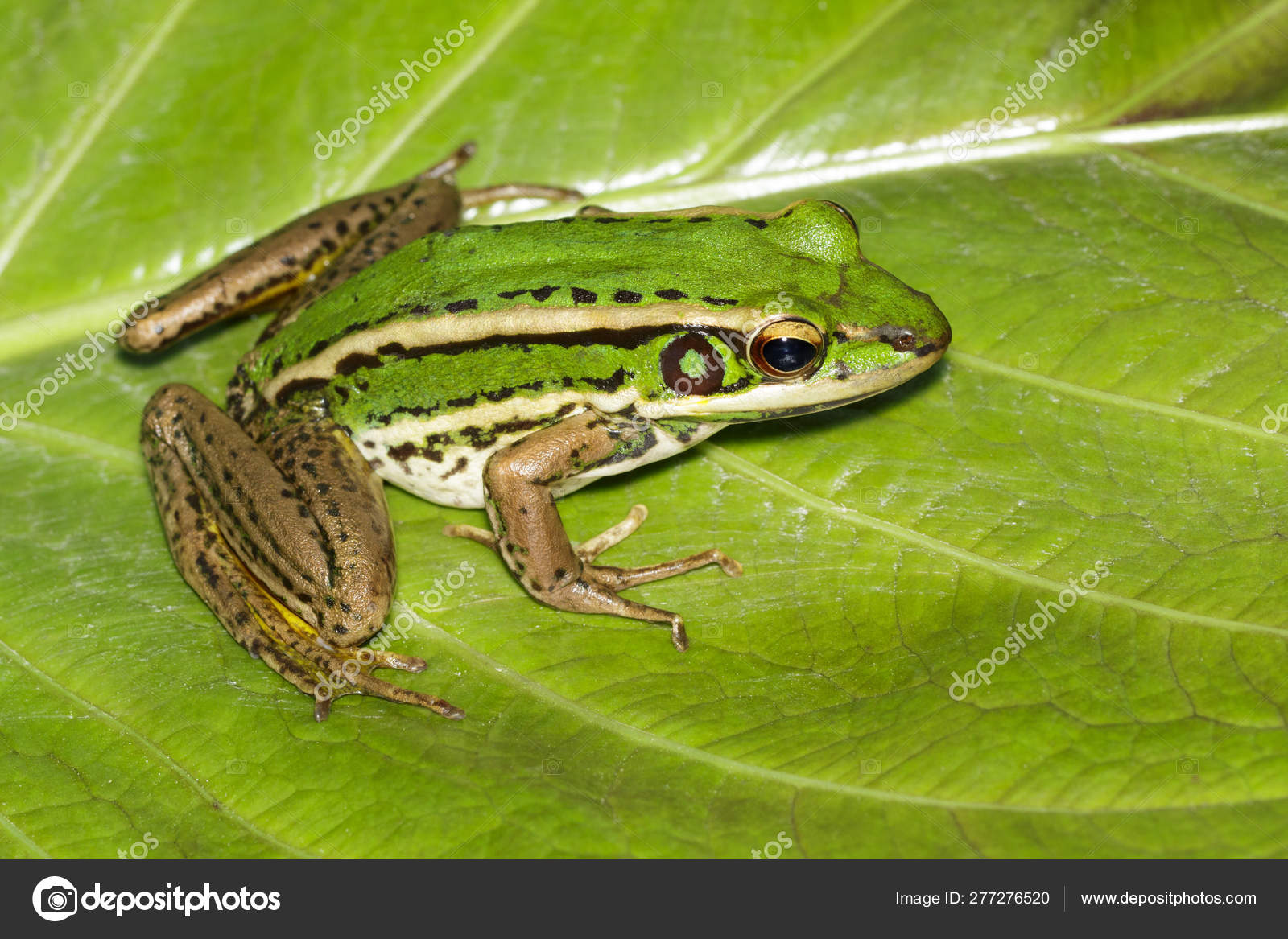 Gambar kodok hijau sawah atau Kodok Hijau (Rana erythr — Stok Foto ...