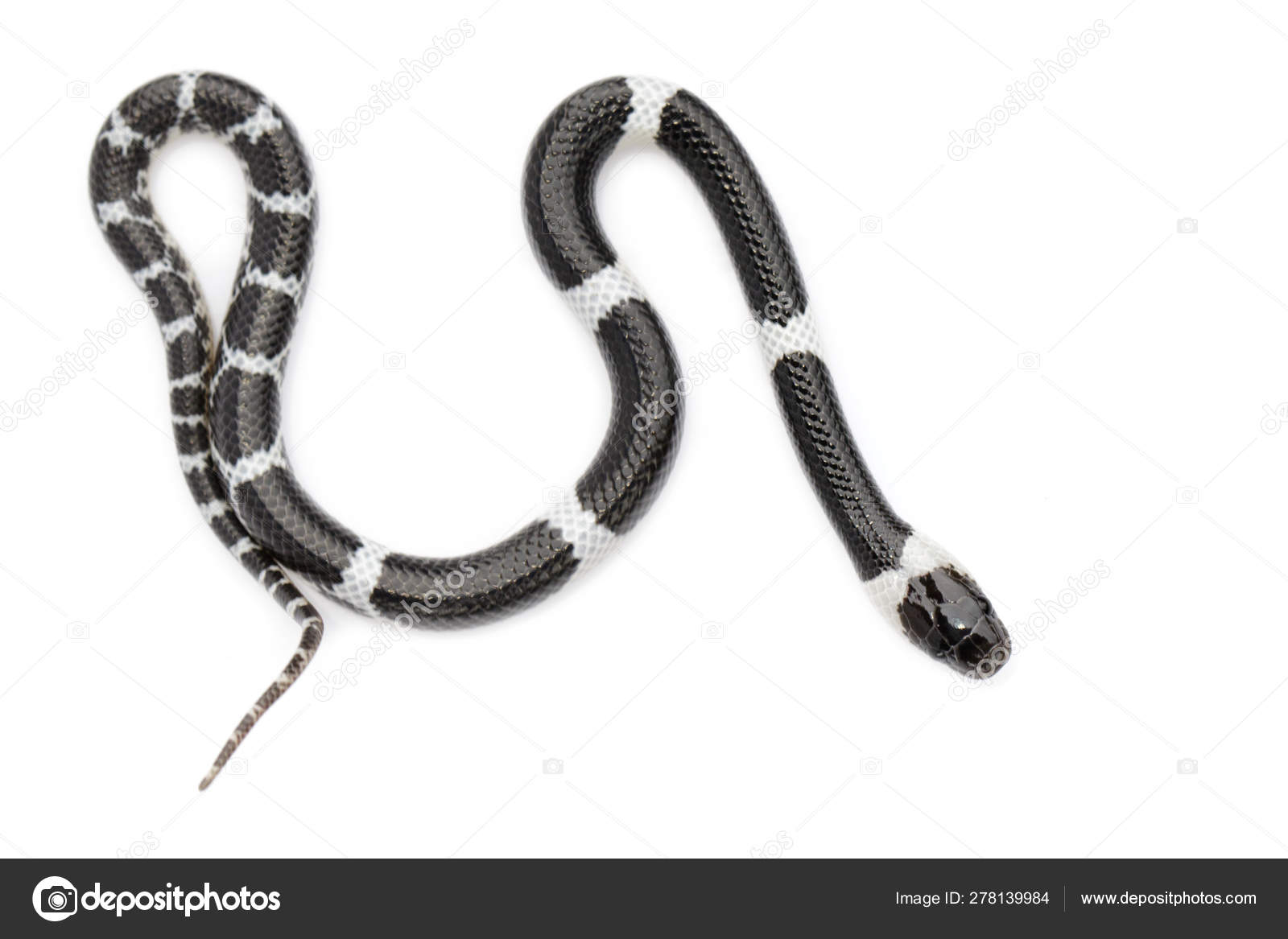 Image of little snake (Lycodon laoensis) on white background., R Stock ...