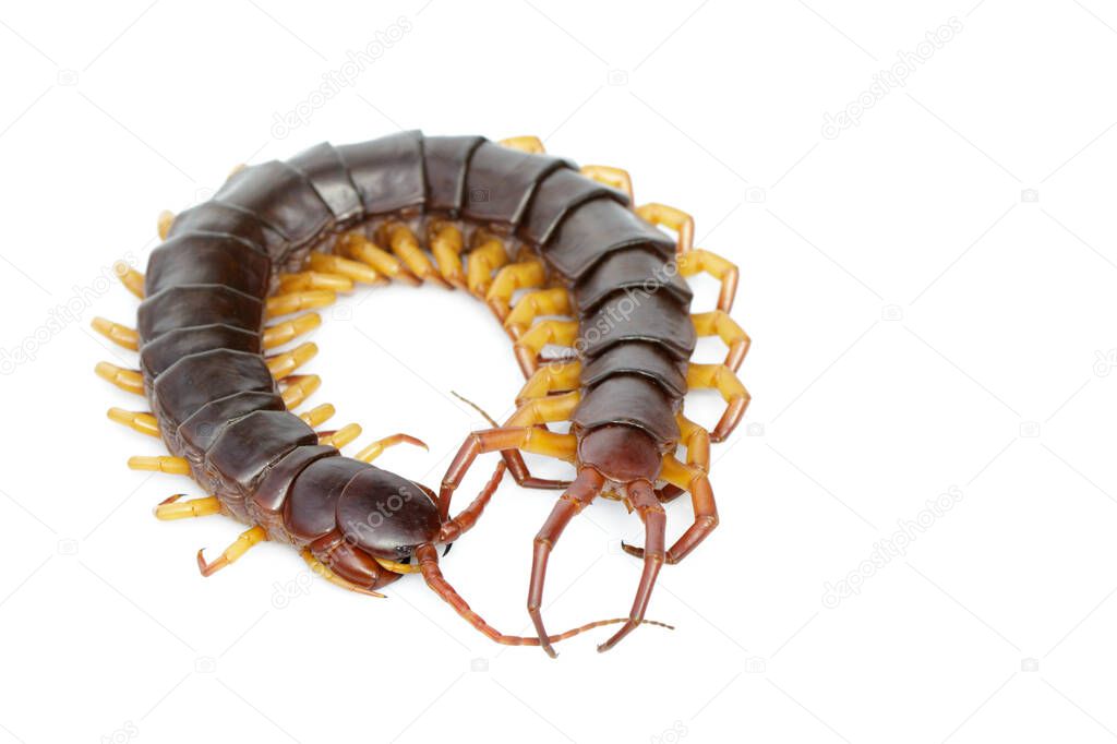 Imagen de ciempiés o chilopodos aislados sobre fondo blanco. ¡Animal ...