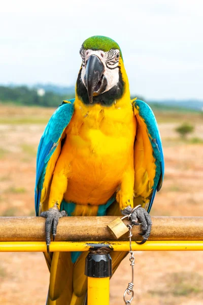 Perico pirata Stock Photos, Royalty Free Perico pirata Images ...
