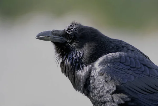 Raven crying Stock Photos, Royalty Free Raven crying Images | Depositphotos