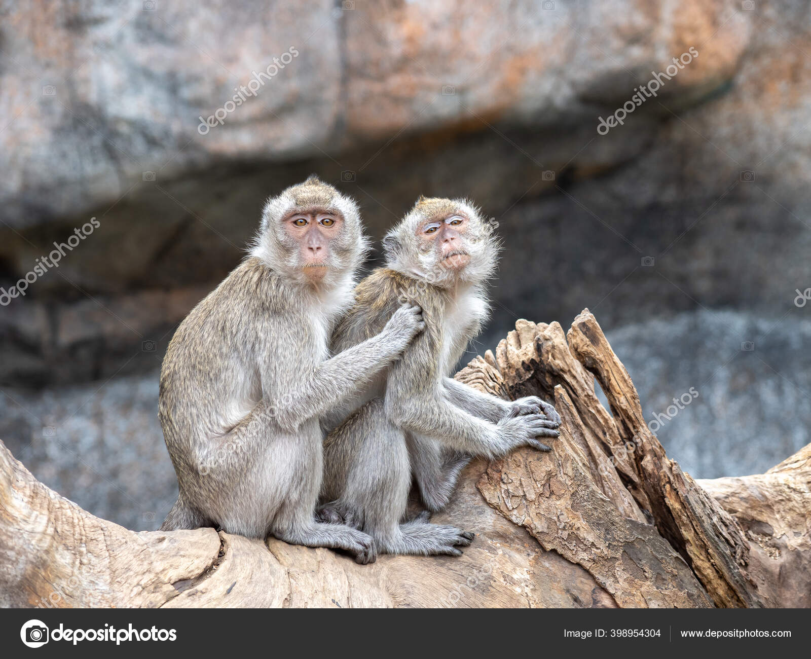 Formosan Rock Macaques Endemic Species Taiwan Hsinchu Zoo Stock Photo ...