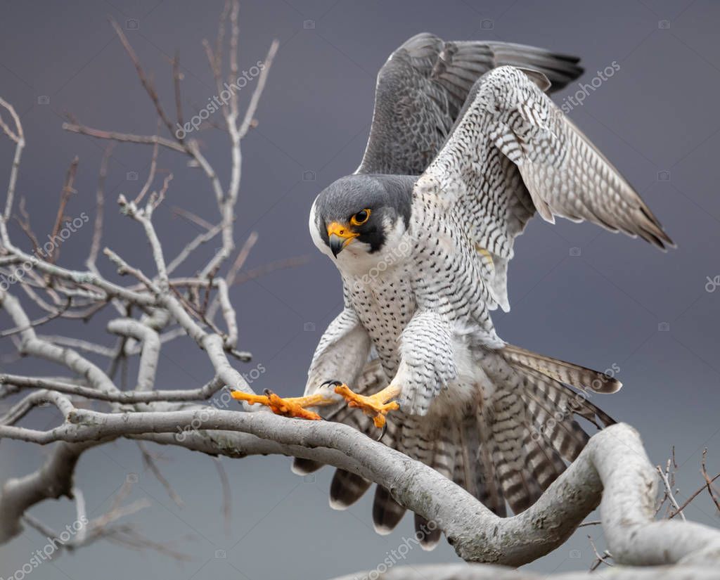 Halc n peregrino en los acantilados a lo largo del r o Hudson 2024