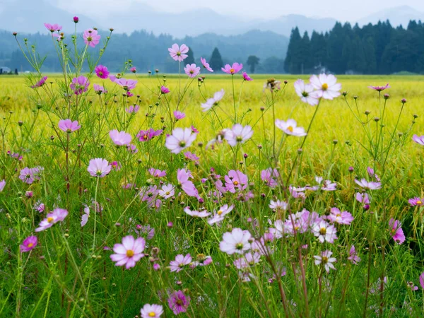 Cosmos blossom japan Images - Search Images on Everypixel
