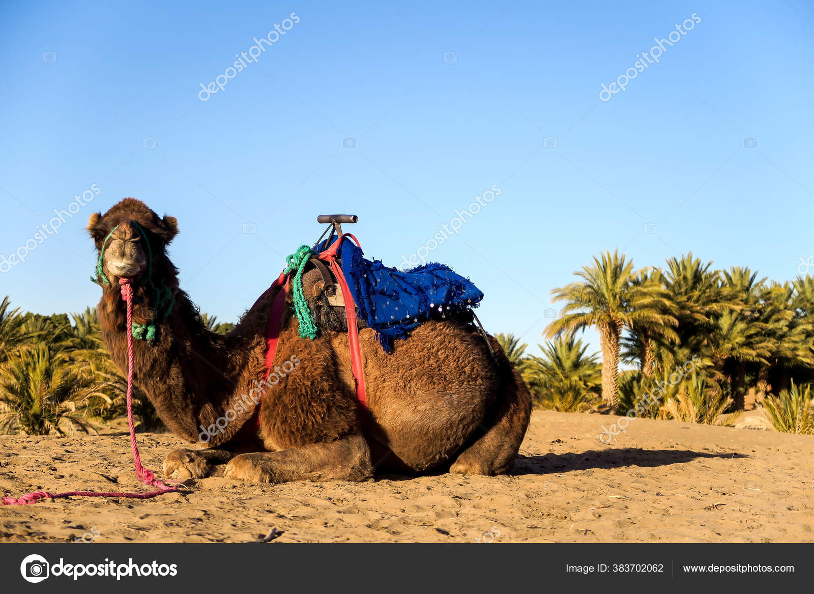 Camel Desert Beautiful Photo Digital Picture — Stock Photo ...
