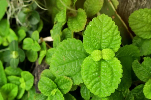 Mint plant Stock Photos, Royalty Free Mint plant Images | Depositphotos
