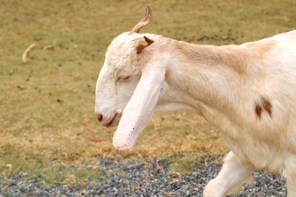 Goat poop Stock Photos, Royalty Free Goat poop Images | Depositphotos