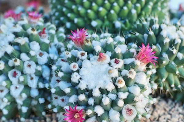 Beautiful flowering cactus Stock Photos, Royalty Free Beautiful ...