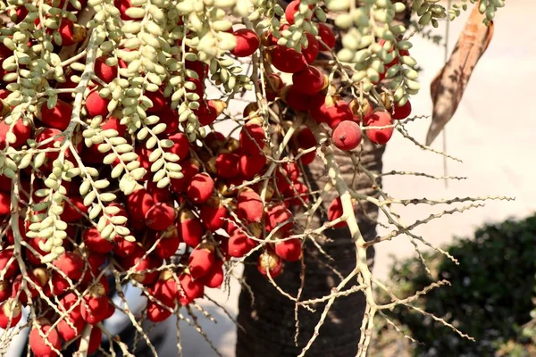 Arak tree Stock Photos, Royalty Free Arak tree Images | Depositphotos