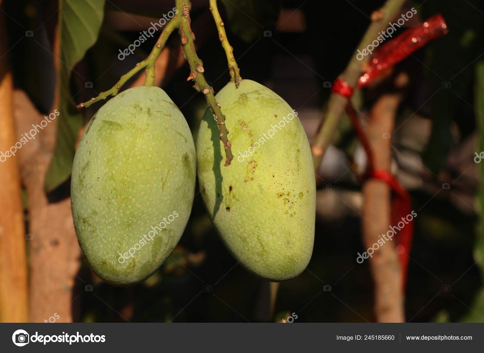 Green Organic Mango Tree — Stock Photo © oilslo #245185660