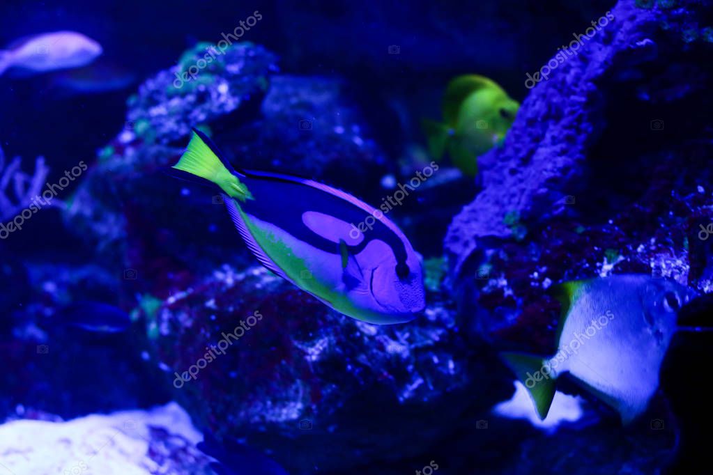 Hermoso pez de colores en el agua. Mundo submarino 2023