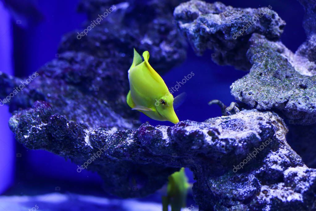 Muchos hermosos peces de color amarillo en el agua. Mundo submarino 2024