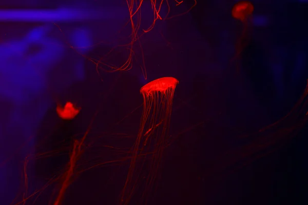 Fire jellyfish Stock Photos, Royalty Free Fire jellyfish Images ...