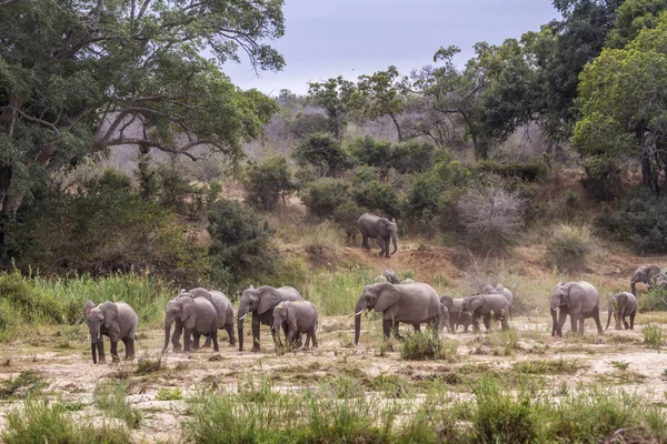 African bush elephant in Kruger National park, South Africa ; Specie ...
