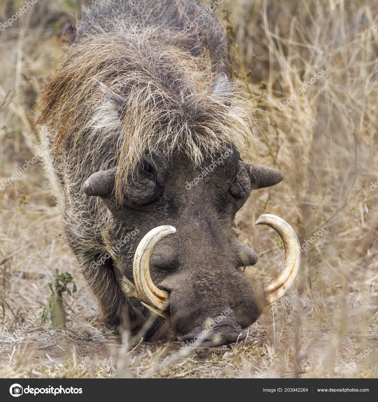 Common Warthog Kruger National Park South Africa Specie Phacochoerus ...