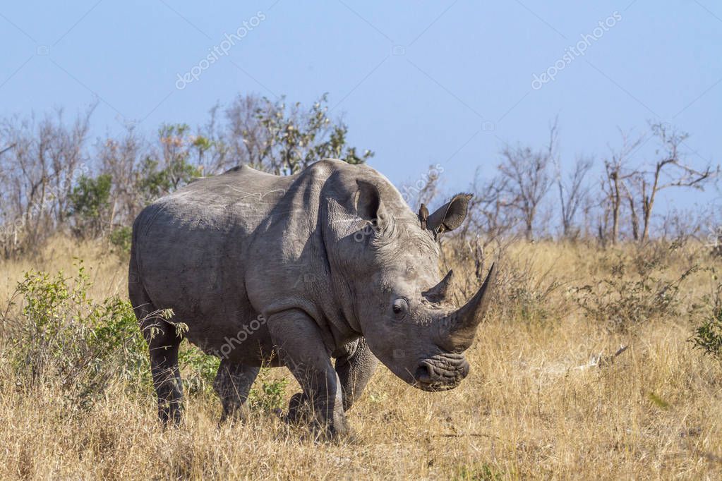 Rinoceronte blanco del sur en el Parque Nacional Kruger, Sudáfrica ...