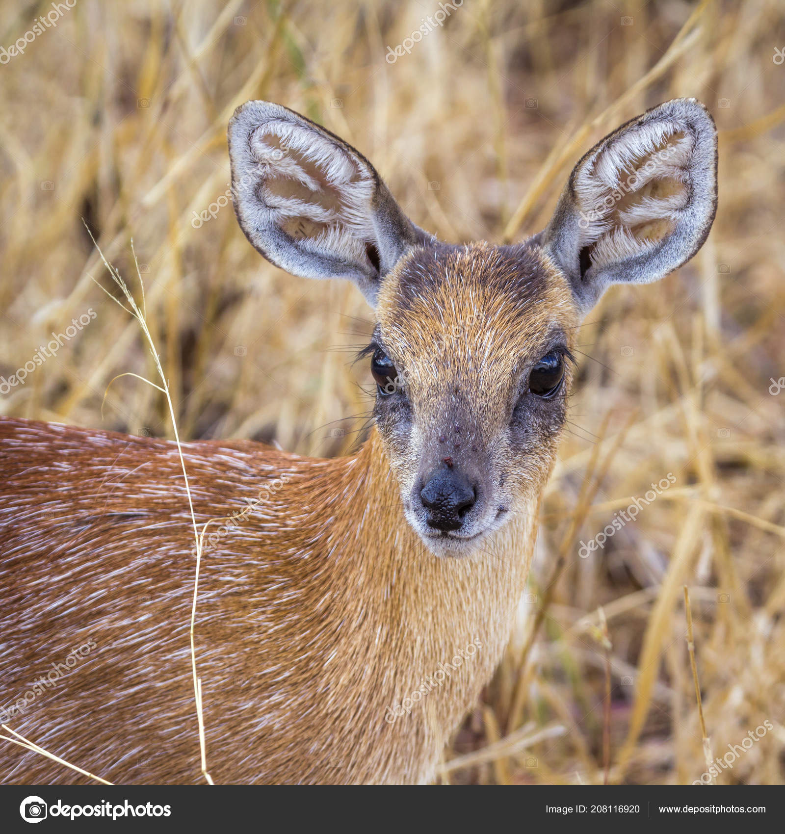 Sharpe Grysbok Kruger National Park South Africa Specie Raphicerus ...
