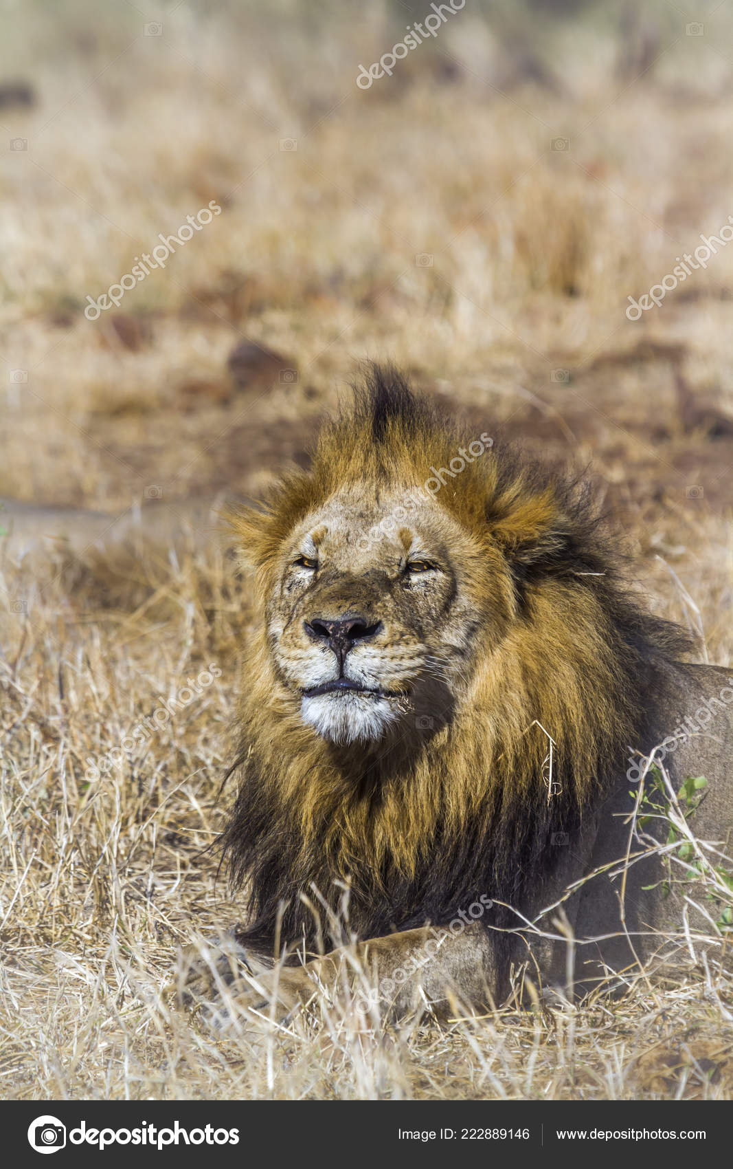 African Lion Kruger National Park South Africa Specie Panthera Leo ...