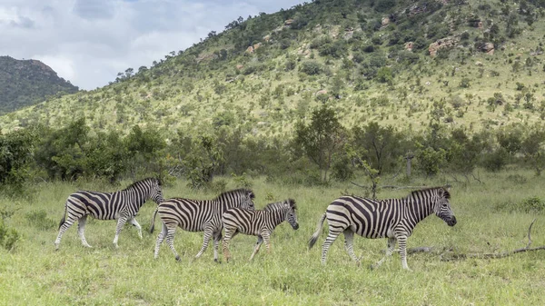 Plains zebra in Kruger National park, South Africa - Stock Image ...