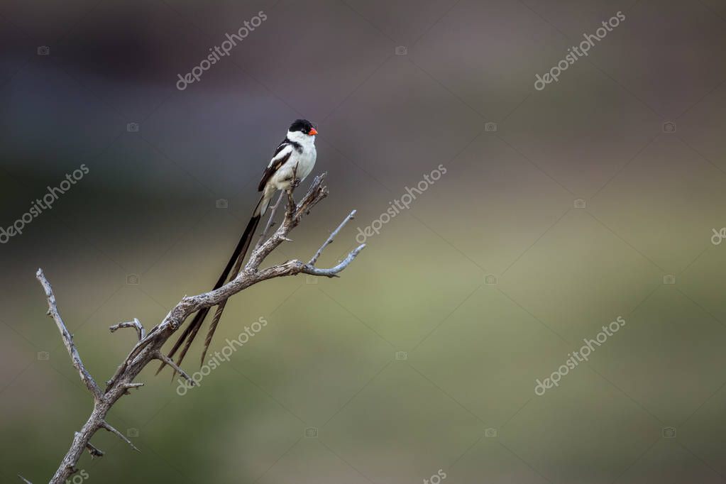 Whydah en el Parque Nacional Kruger, Sudáfrica; Especie Vidua macroura ...